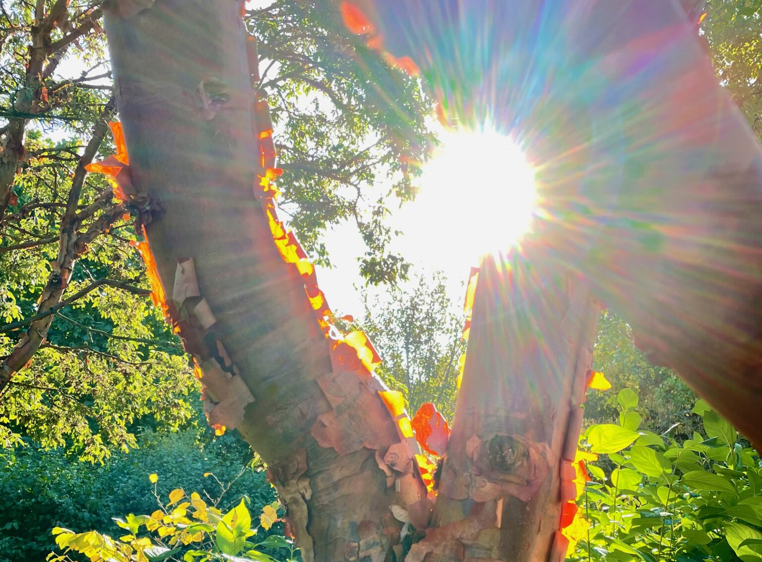 5 Tips to Create a Restorative and Tranquil Forest Bathing Garden ...